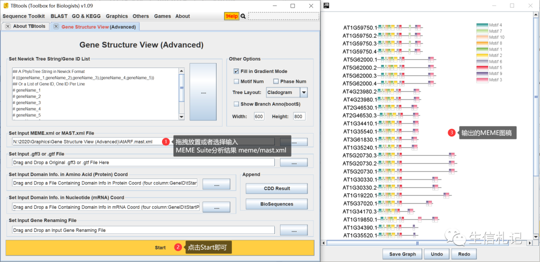 基因家族分析|多图合一进化树+Motifs+结构域+启动子+基因结构 - 哔哩哔哩