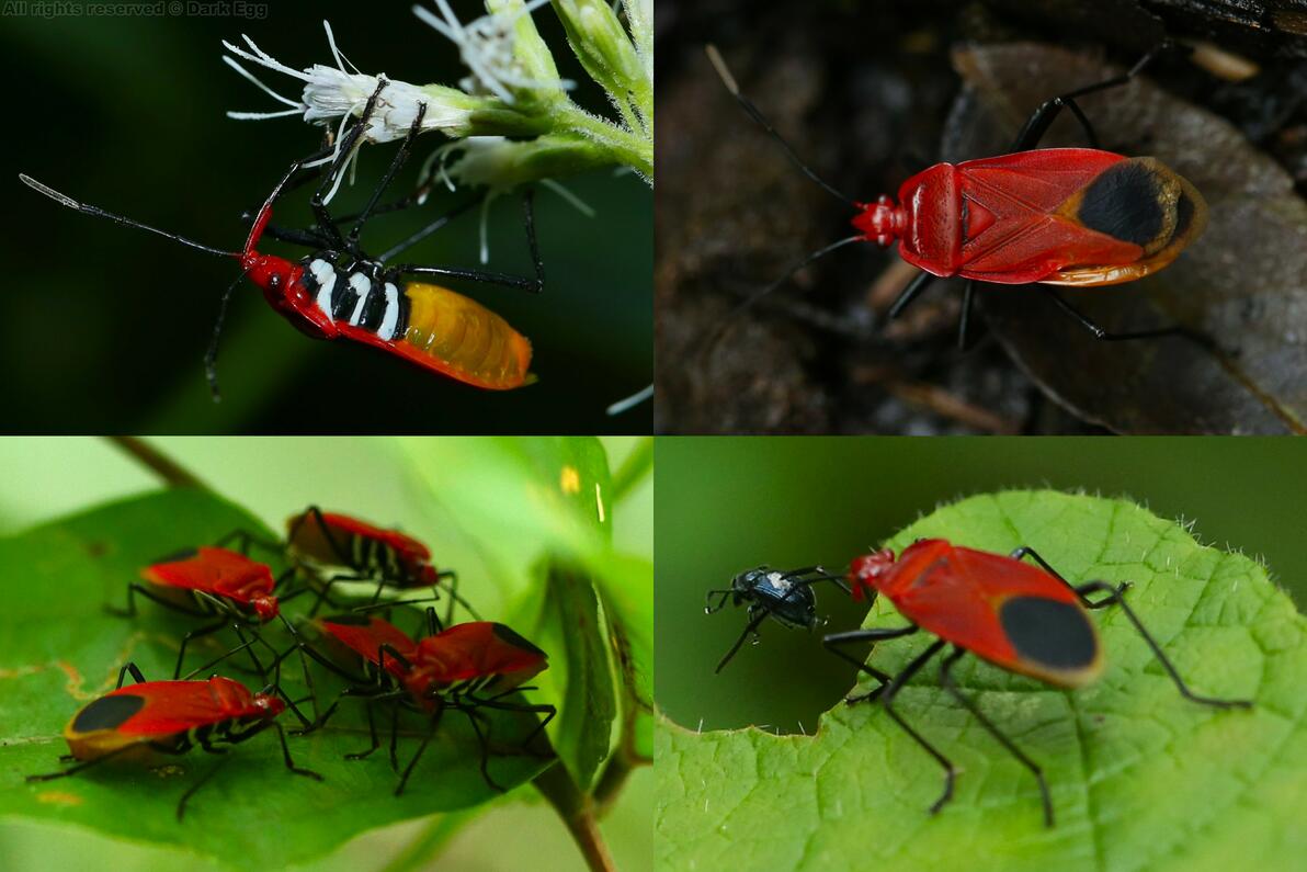 西南虫记·青川·西阳沟·20221013 (1) - 哔哩哔哩