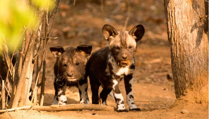 【AWCF】About African Wild Dogs | 关于非洲野狗 - 哔哩哔哩