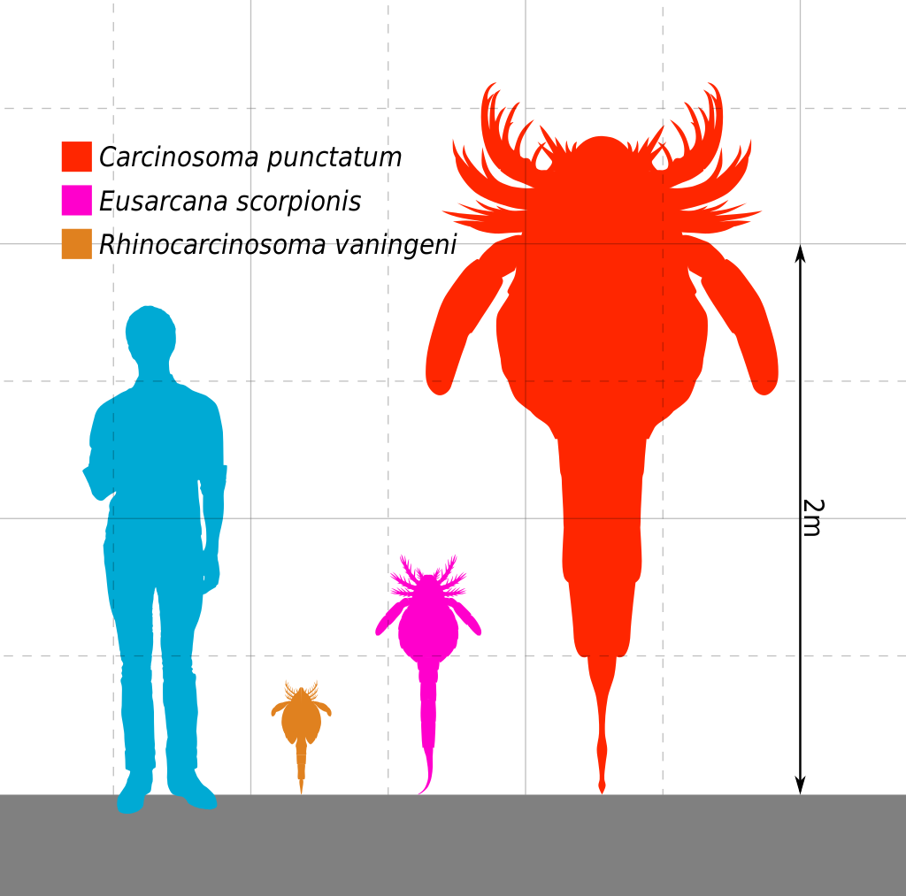 【物种译名】蟹体鲎超科Carcinosomatoidea全物种译名 - 哔哩哔哩