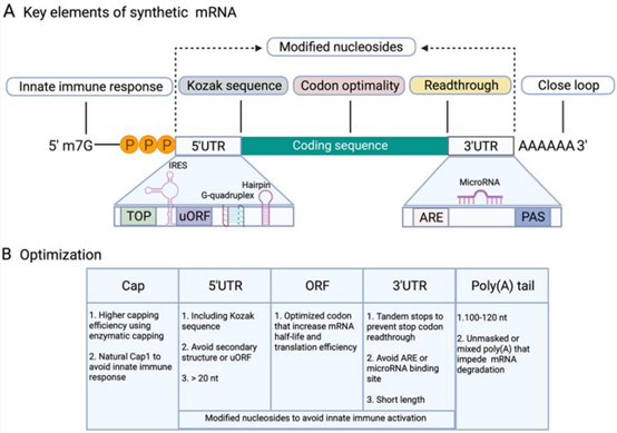 【星耀小课堂】mRNA篇|mRNA序列优化全解析 - 哔哩哔哩