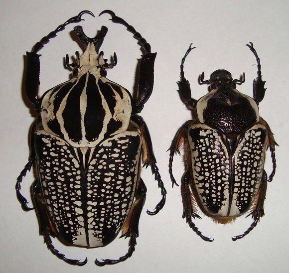 大王花金龟属(Goliathus)所有种简介 - 哔哩哔哩