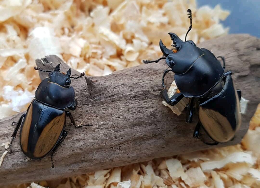 盘点国内一些锹甲的同物异名 - 哔哩哔哩