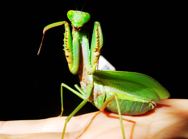 【螳螂科普】斧螳属简介 - 哔哩哔哩