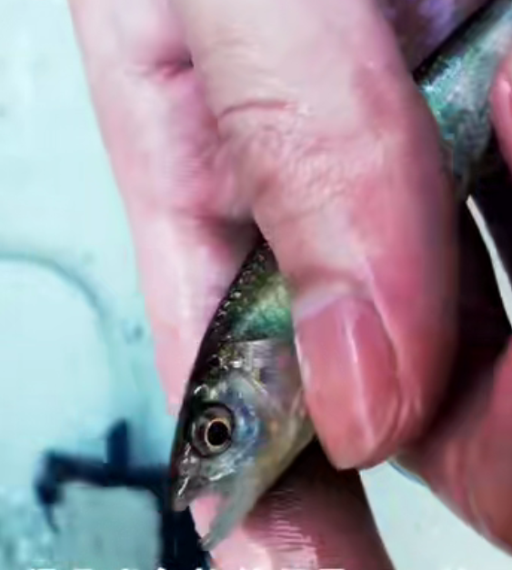 杂鱼的疑云——马口鱼属Opsariichthys种团的整理 - 哔哩哔哩