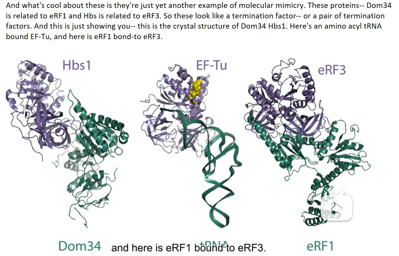 MIT 分子生物学 part3 8.9 Nonstop-Mediated versus No-go Decay (mRNA Re - 哔哩哔哩