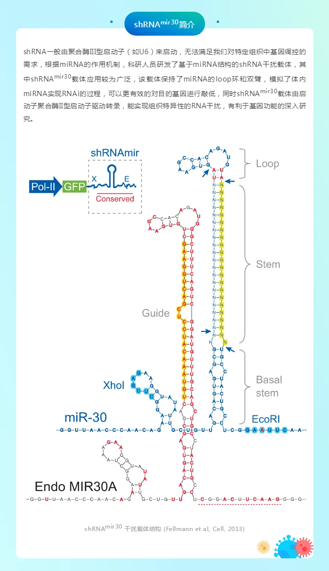 组织特异性干扰神器——基于mir30结构的shRNA - 哔哩哔哩
