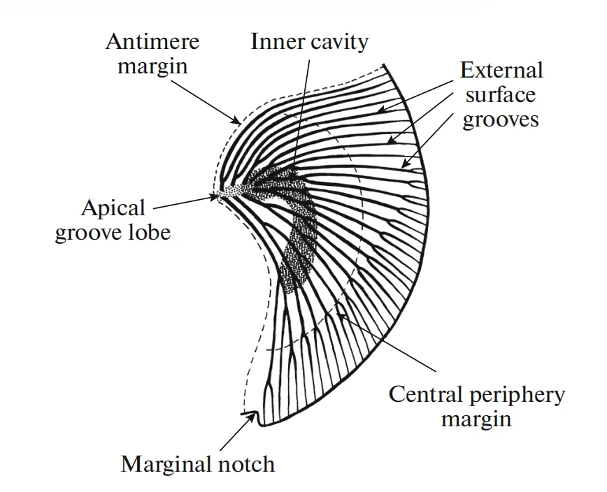 白海飞流紫塞空——三裂动物门（Trilobozoa） - 哔哩哔哩