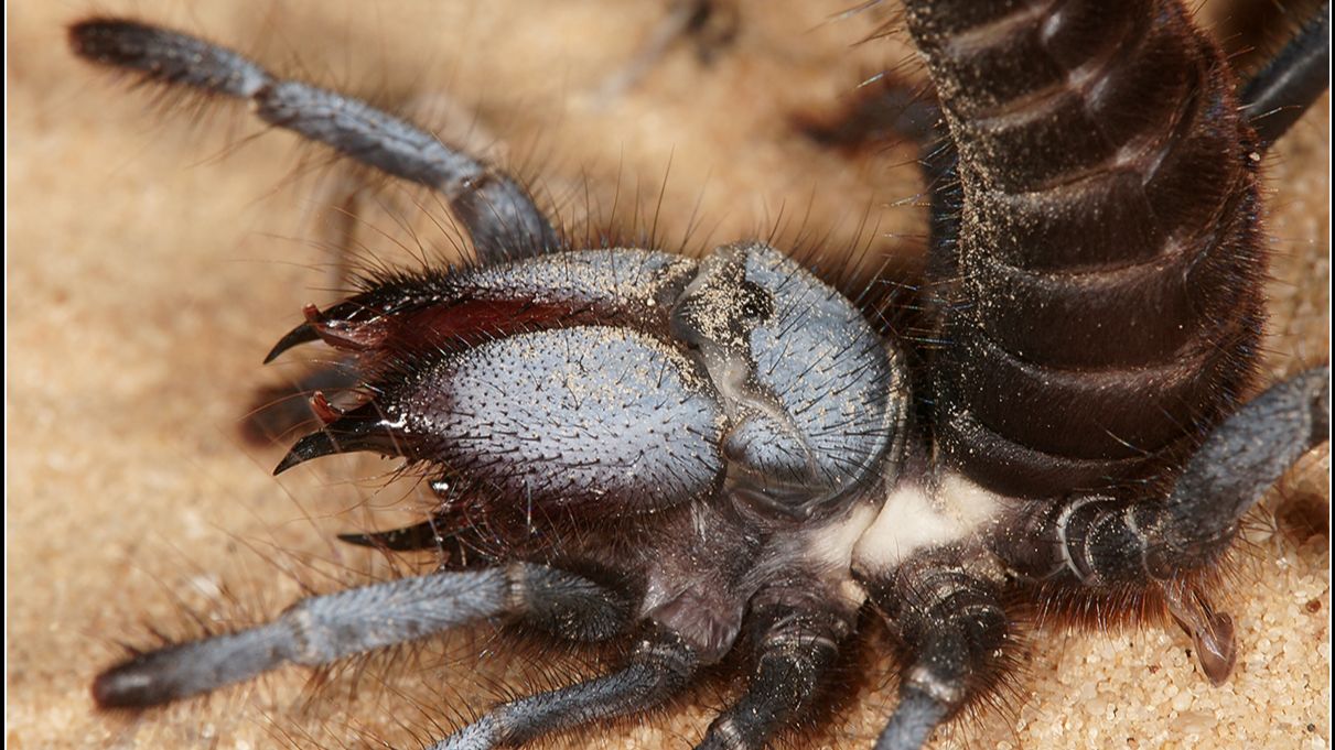 Rhagodidae科分类和其下的属及所含种的中文译名 - 哔哩哔哩