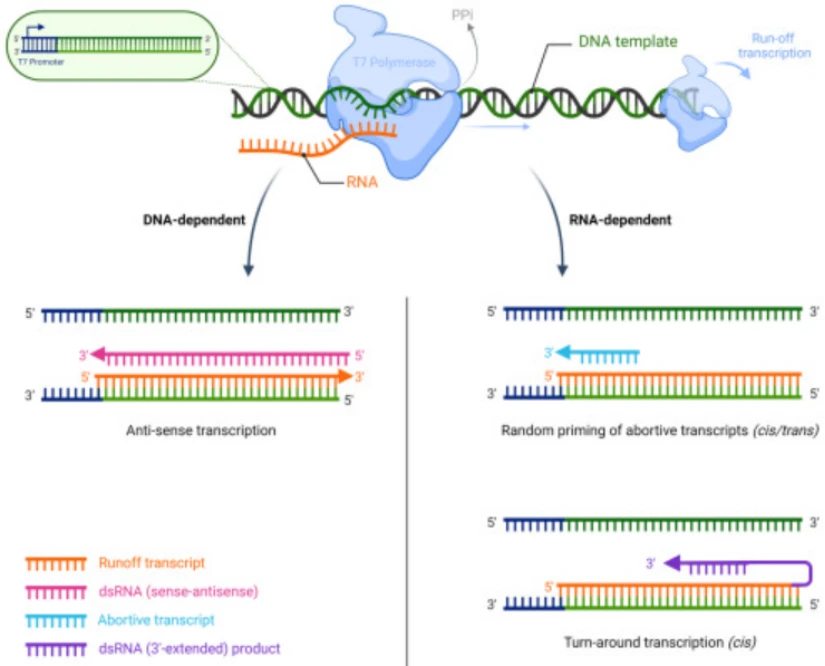 【耀文解读】mRNA大规模生产工艺：mRNA原液与mRNA-LNP成品 - 哔哩哔哩