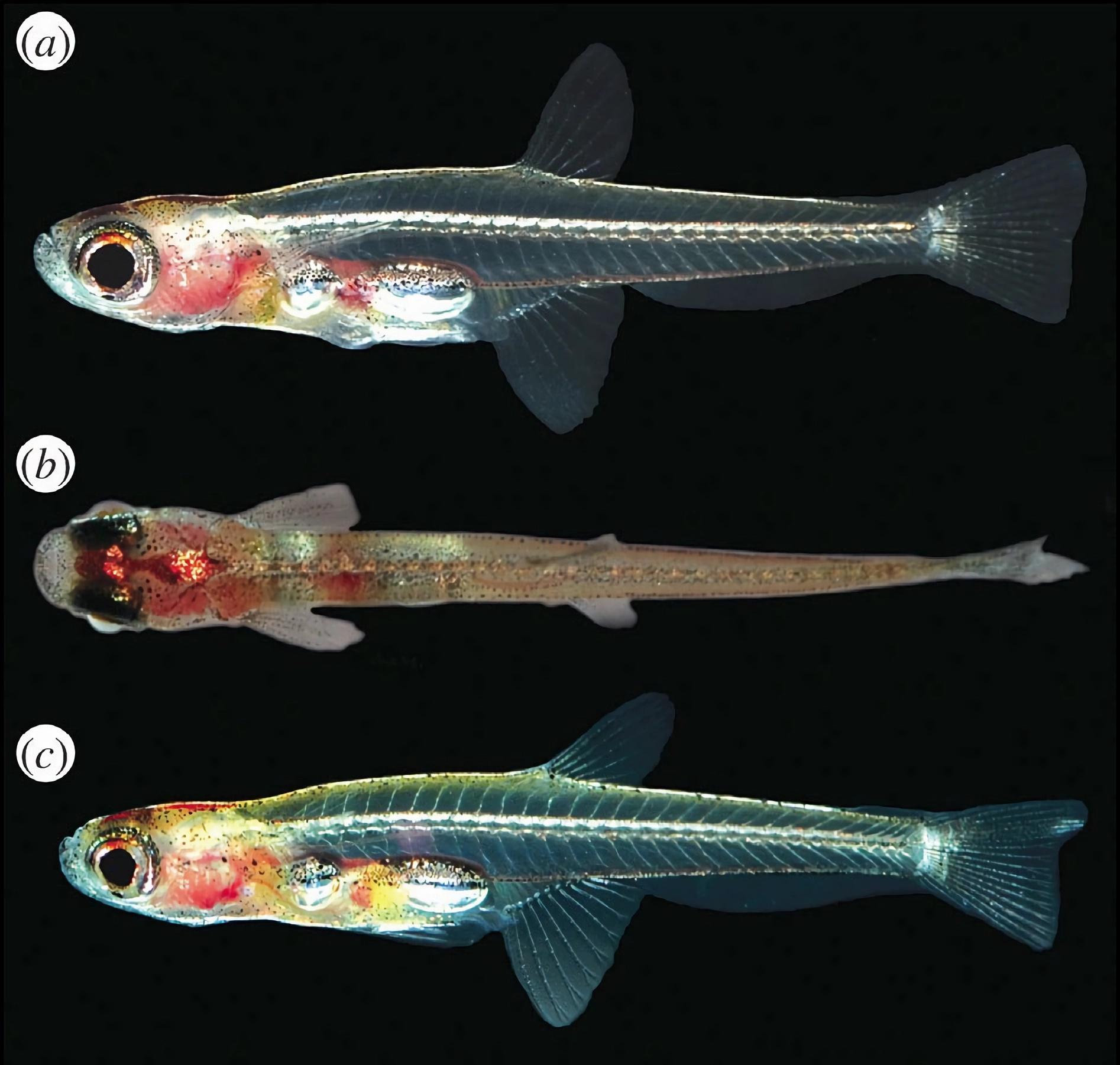 动物世界中的那些独特存在，真是太神奇了！你知道几种呢？ - 哔哩哔哩