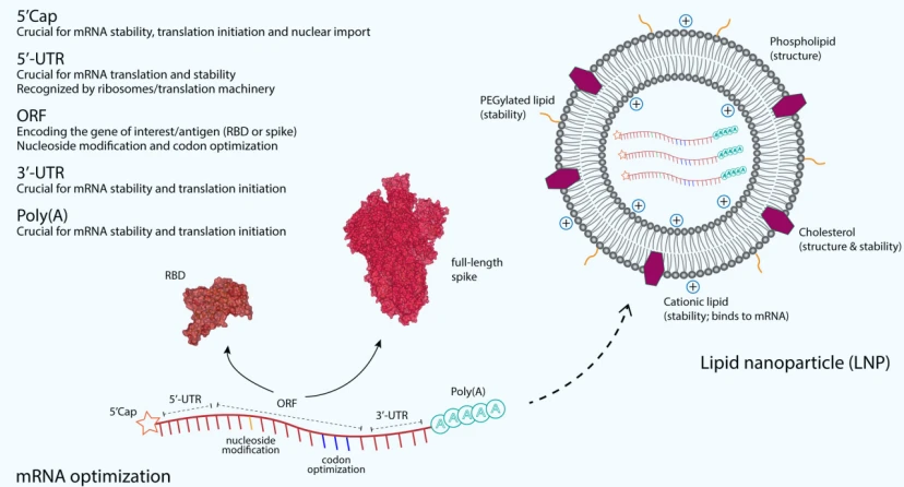 【耀文解读】深度解析mRNA序列元件：Cap, CDS, UTR, polyA - 哔哩哔哩
