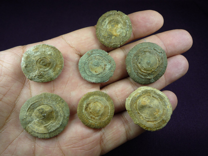 珊瑚纲化石 - 哔哩哔哩