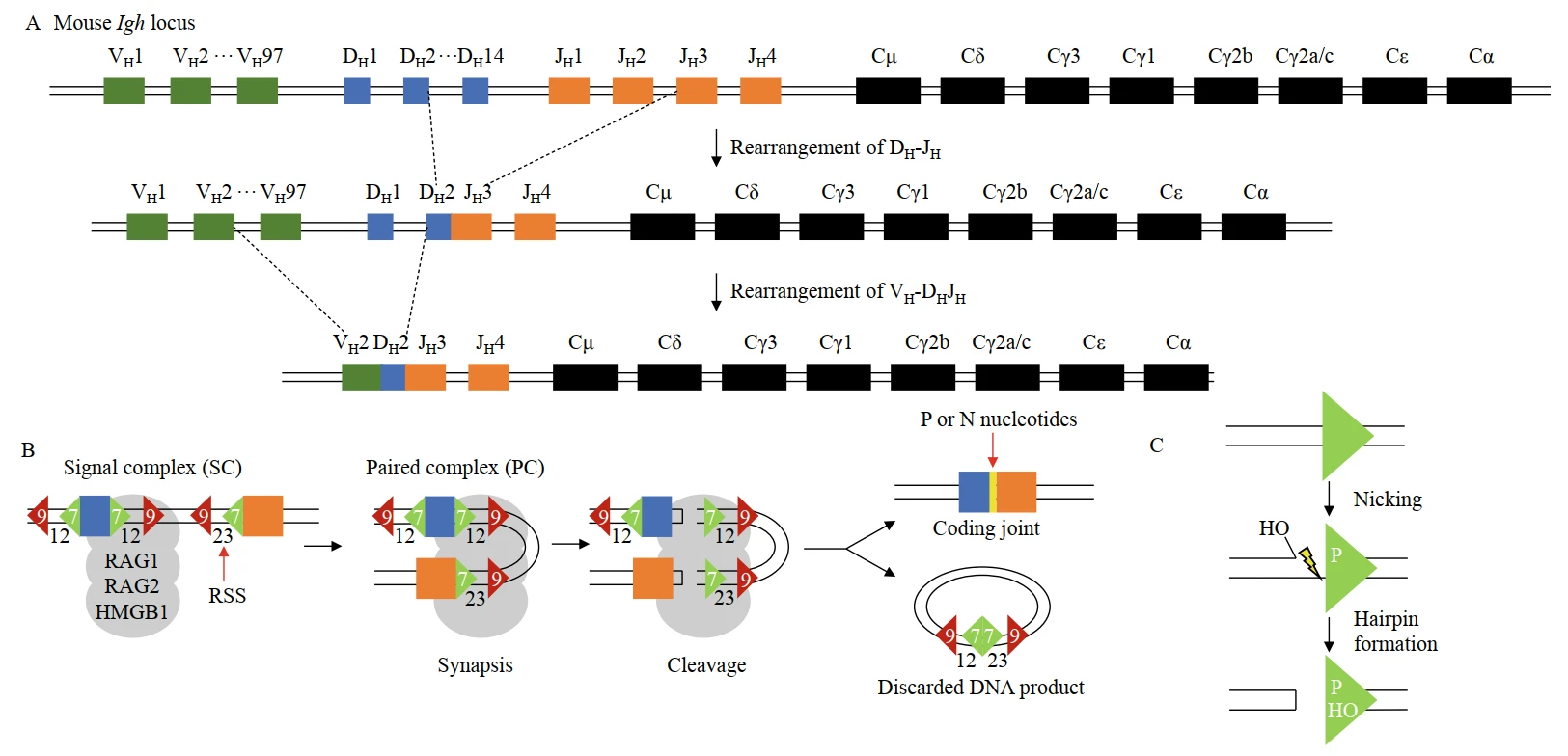 1.2.2 V(D)J重组的发生机制 - 哔哩哔哩