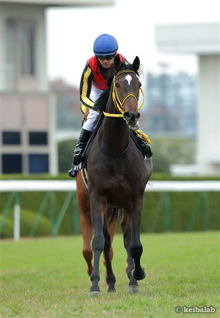 [賽馬專欄] 逐夢的靈魂振奮人心: リリーノーブル（Lily Noble） - 哔哩哔哩