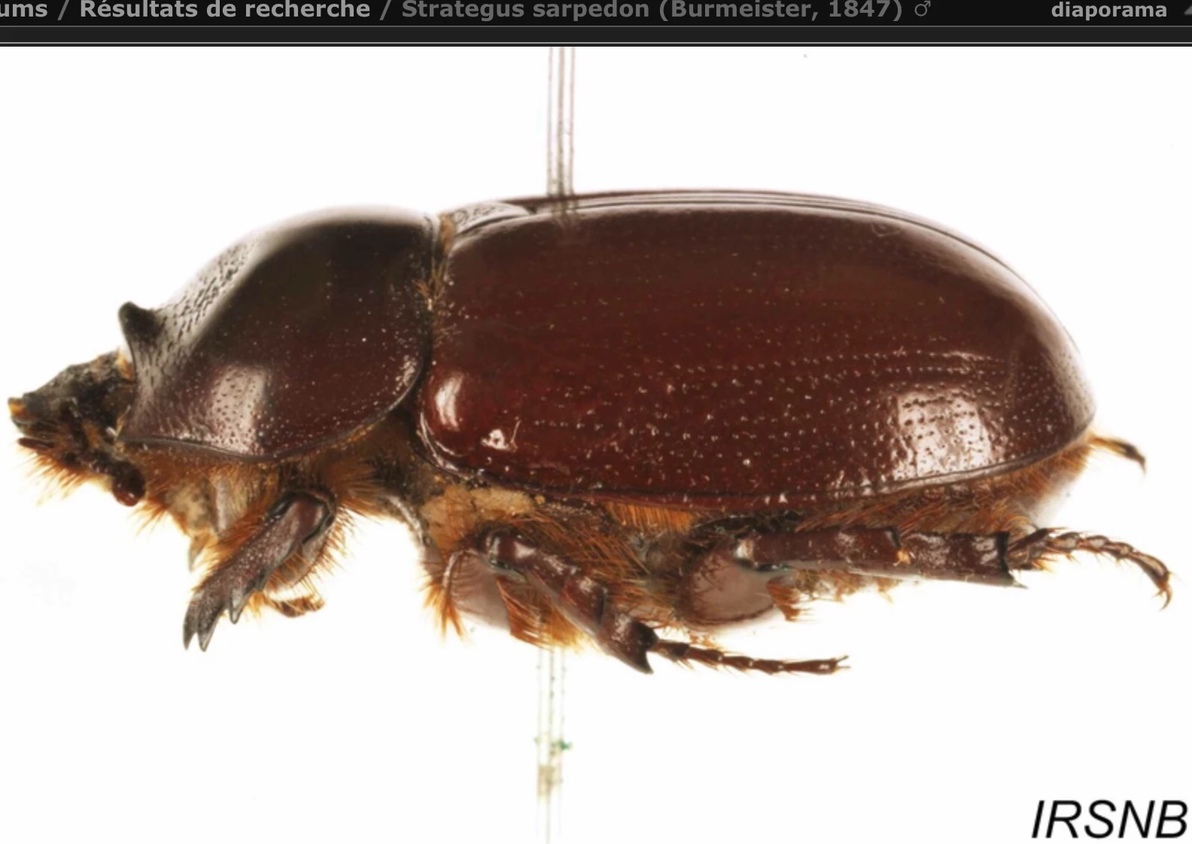 蛀犀金龟族全物种资料整理(下) - 哔哩哔哩