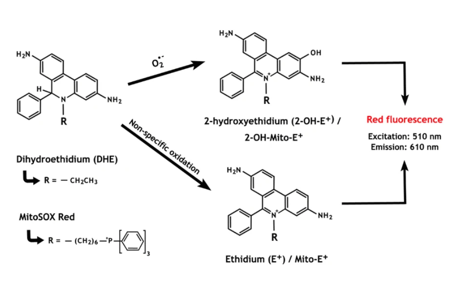 Dihydroethidium (二氢乙锭，DHE)；超氧化物阴离子荧光探针 - 哔哩哔哩