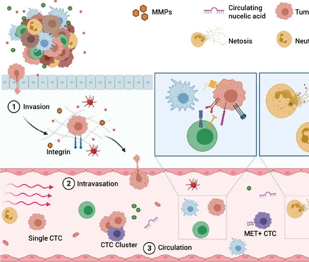 免疫检查点 "新星"：HLA-E-MedChemExpress - 哔哩哔哩