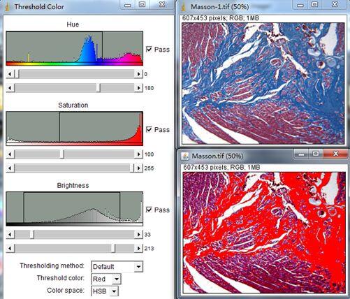 绘图干货丨老司机解带你解锁ImageJ面积分析 - 哔哩哔哩
