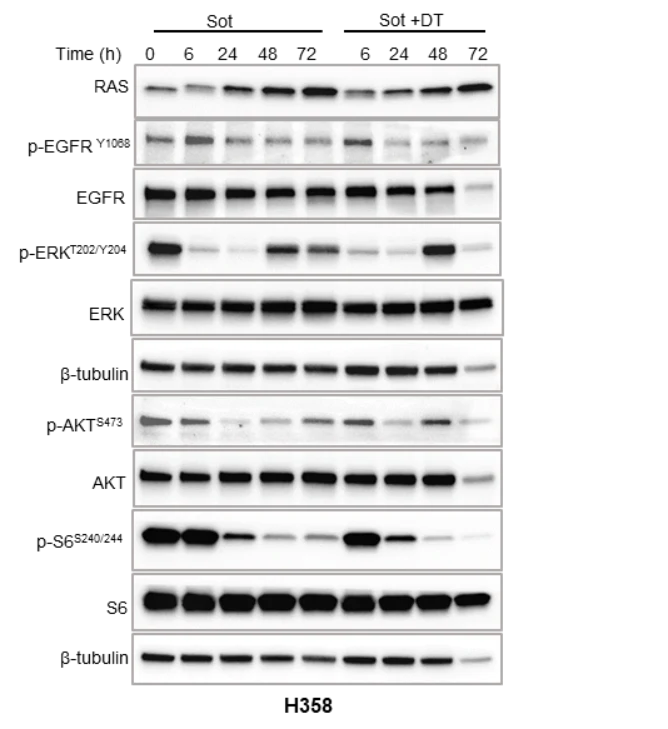 BCL-XL PROTAC降解物DT2216在KRASG12C突变的癌症临床前模型中与sotorasib协同作用 - 哔哩哔哩