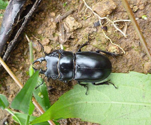 国产锹甲科各属中式属名与异名的对照与分类 - 哔哩哔哩