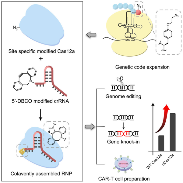 【Cell（IF=17.970）】北大刘涛教授课题组大大提高Cas12a系统基因编辑效率！ - 哔哩哔哩