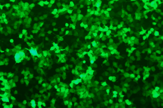 【菌周刊】工程菌应用|大肠杆菌 BL21( DE3)的发展概况 - 哔哩哔哩