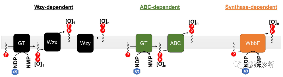 文献分享 | 测序结果分析利器（三）| K抗原和O抗原分型 - 哔哩哔哩