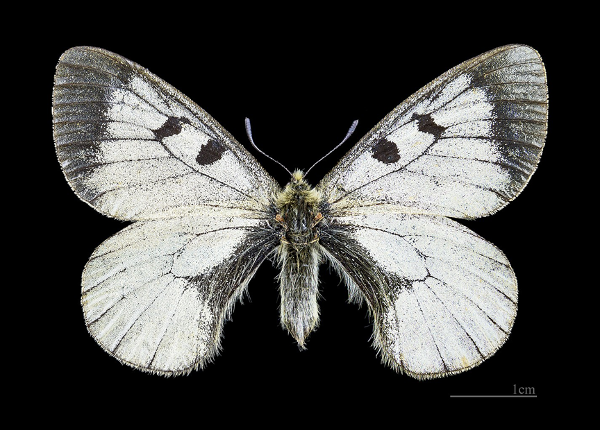 三十五种国内绢蝶属图录 - 哔哩哔哩