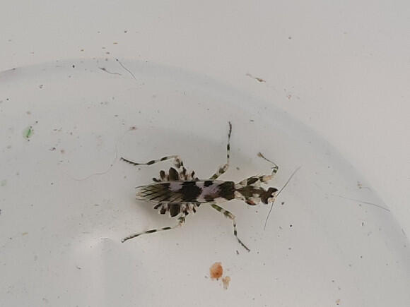 螳螂分类，六个冷门总科 - 哔哩哔哩