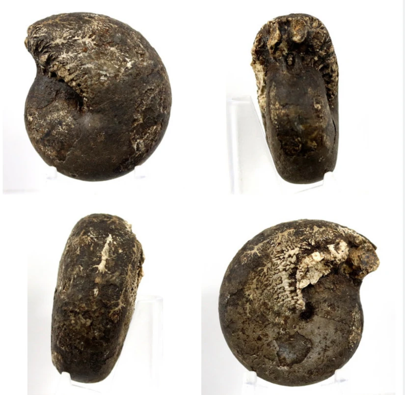 Ammonites from Timor（1） - 哔哩哔哩