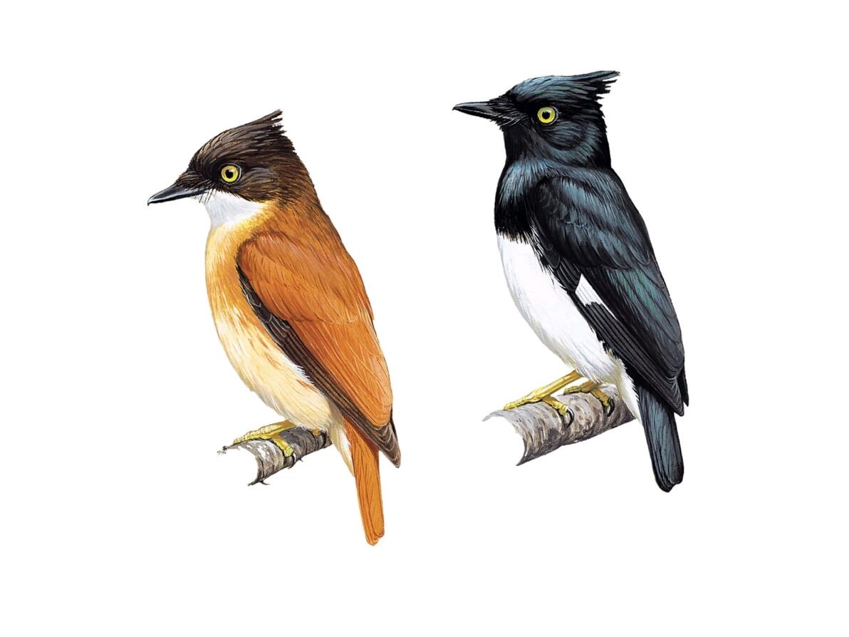 世界鸟类图鉴--丛鵙总科（I） - 哔哩哔哩