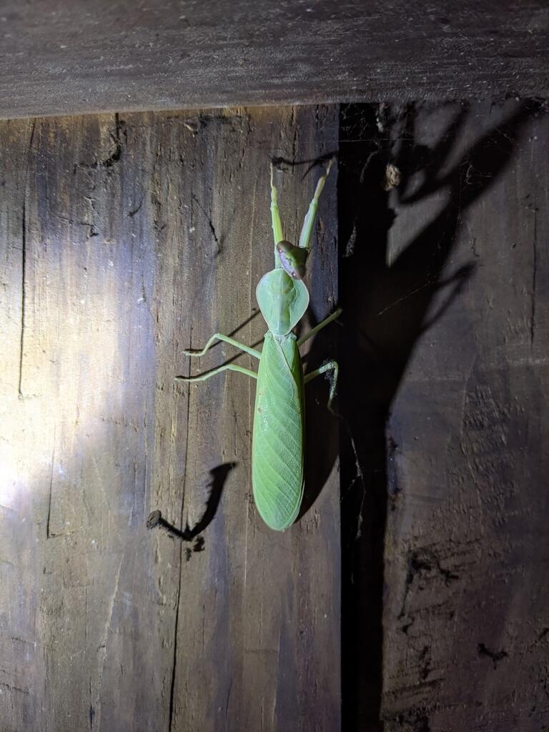 中国斧螳族总结 - 哔哩哔哩