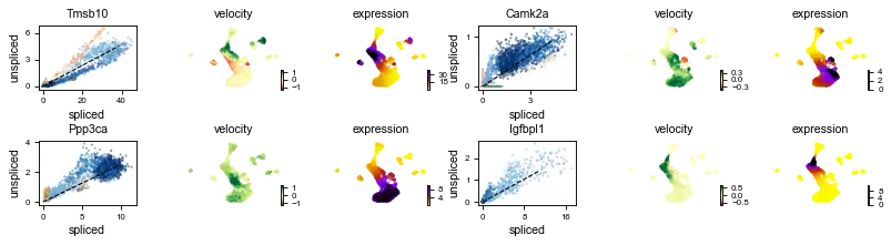 【单细胞测序】RNA velocity：scVelo 应用（三） - 哔哩哔哩