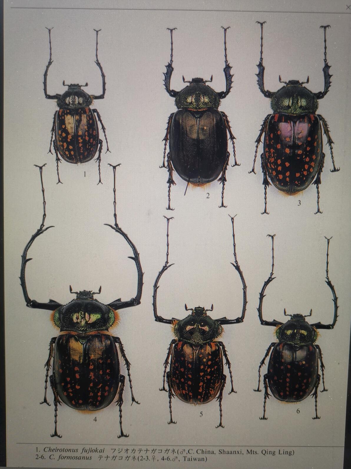 Cheirotonus 彩臂金龟属简介 - 哔哩哔哩