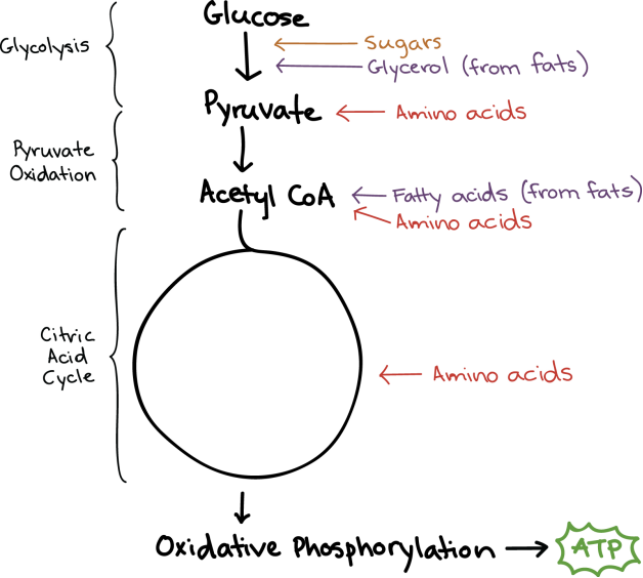 分子与细胞生物学 45 - L13i Cellular Respiration (8) - 哔哩哔哩