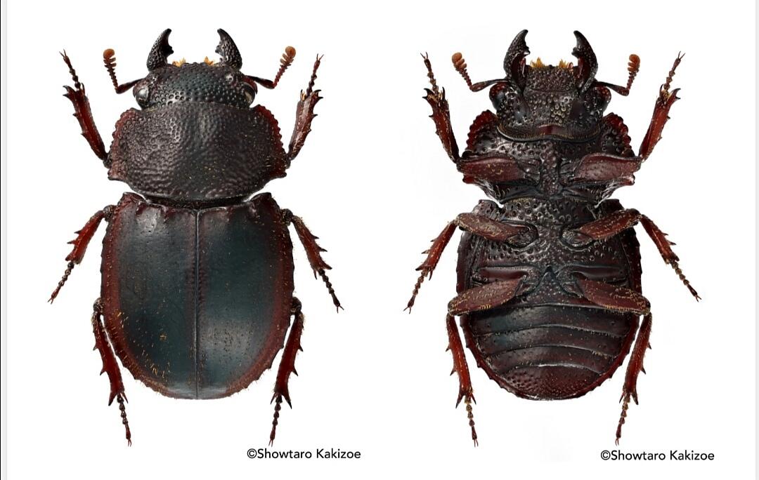 锹甲科-亚科\族\属整理3.0版（上篇） - 哔哩哔哩