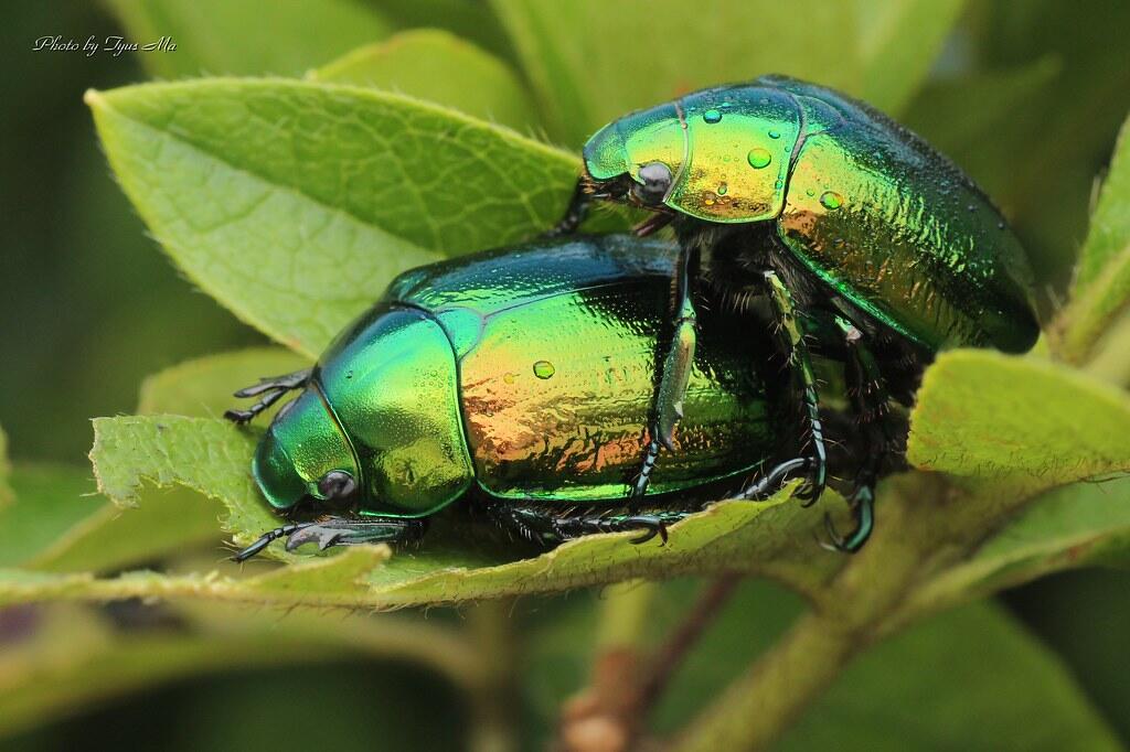 丽金龟-族与属整理（下篇） - 哔哩哔哩