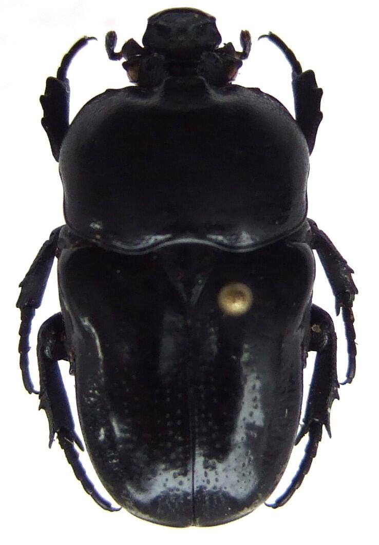 花金龟-族与属整理（二） - 哔哩哔哩