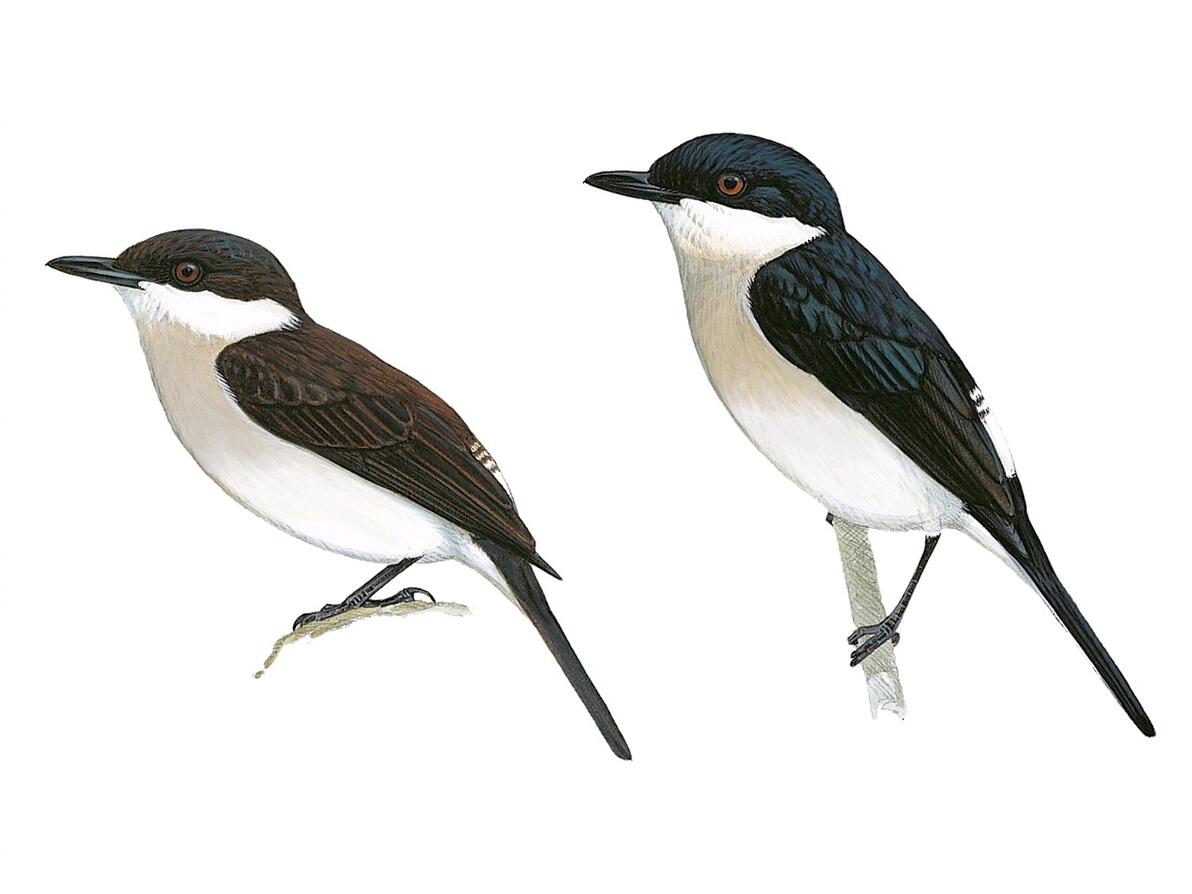 世界鸟类图鉴--丛鵙总科（I） - 哔哩哔哩