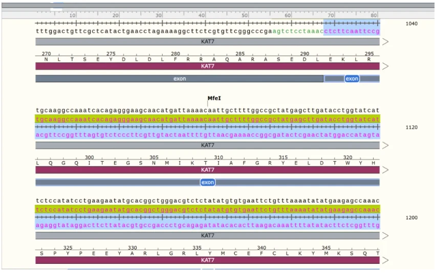 手把手教学——CRISPR-Cas9系统：sgRNA的设计及质粒构建 - 哔哩哔哩