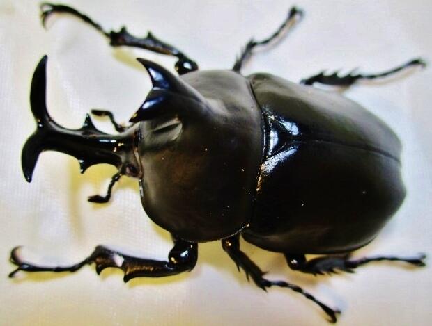 犀金龟科-族与属整理（上篇） - 哔哩哔哩