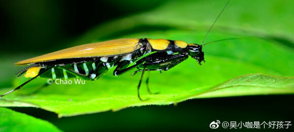 螳螂目商品螳螂分类系列，花螳总科的一部分 - 哔哩哔哩