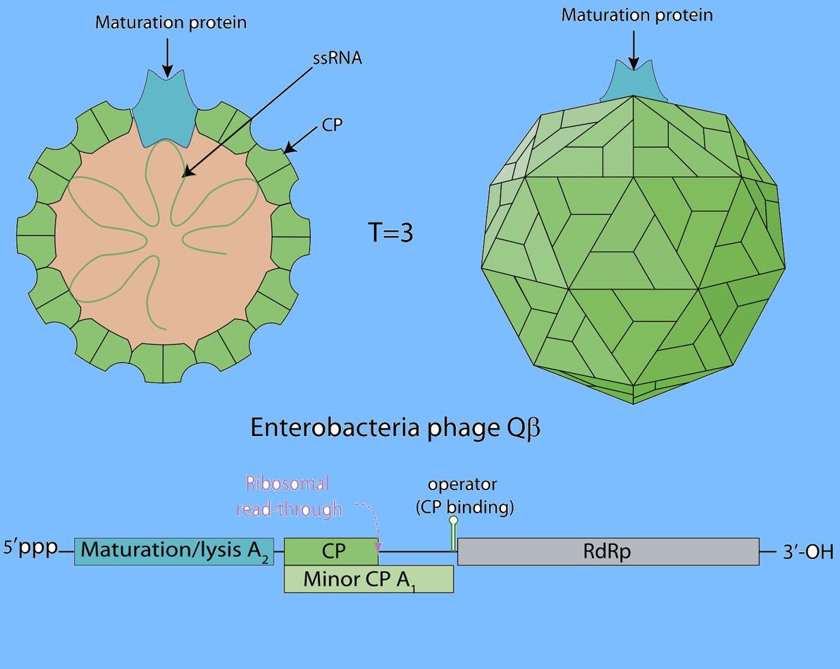 最小的RNA病毒——Qβ噬菌体/丘贝病毒(Qbeta噬菌体，Qubevirus) - 哔哩哔哩