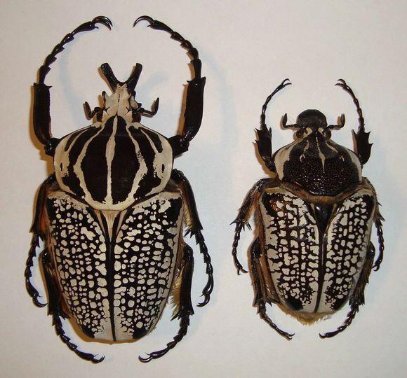 大王花金龟属(Goliathus)所有种简介 - 哔哩哔哩