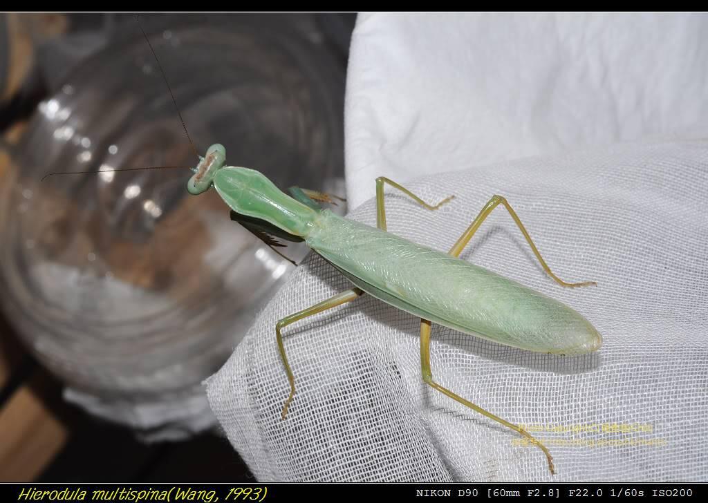 【螳螂科普】斧螳属简介 - 哔哩哔哩