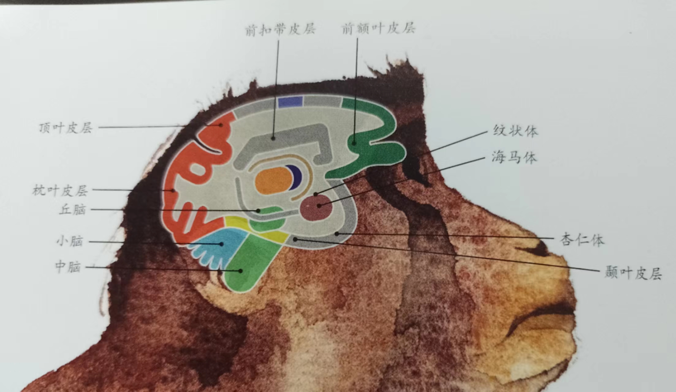 bird brain——从鸟类大脑结构看鸟类非凡智慧 - 哔哩哔哩