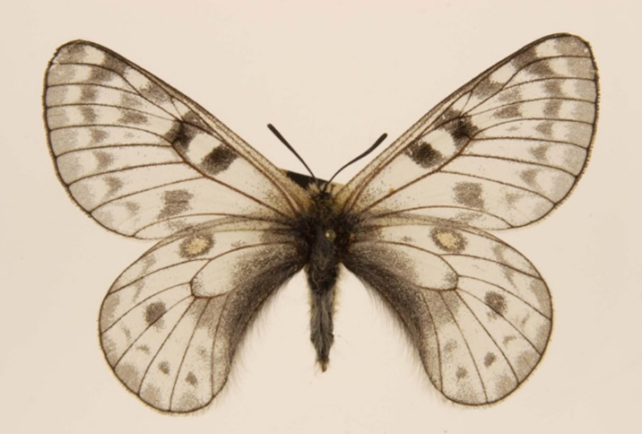 三十五种国内绢蝶属图录 - 哔哩哔哩