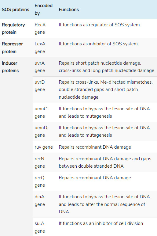 SOS维修--DNA修复系统（定义、组成、步骤） - 哔哩哔哩