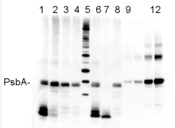 抗PsbA抗体&PsbA蛋白定量植物和藻类样品中的PsbA丨D1 protein of PSII - 哔哩哔哩